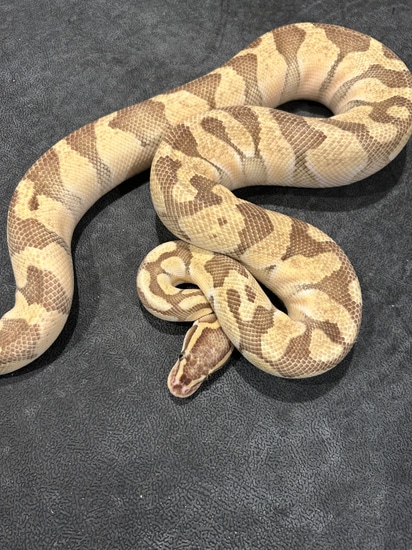 Pastel Enchi Lesser Het Ghost Ball Python by Loehr’s Ball Pythons