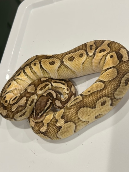 Pastel Lesser Het Ghost Ball Python by Loehr’s Balls
