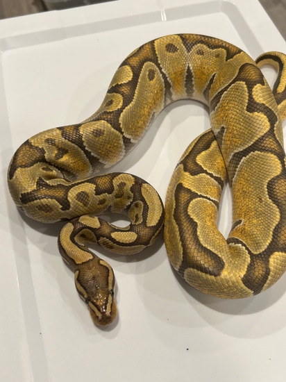 Enchi Ghost Pos Het Genetic Stripe Ball Python by Perfectly Imperfect ...