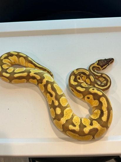 Pastel Enchi Lesser Het Ghost Ball Python by Perfectly Imperfect Mutations