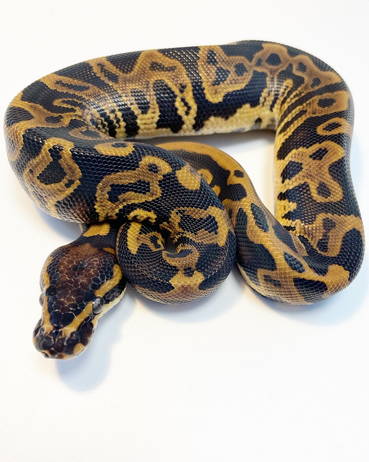 Leopard Het Pied 50% Het Albino Ball Python by Mat.pythonmorphs ...