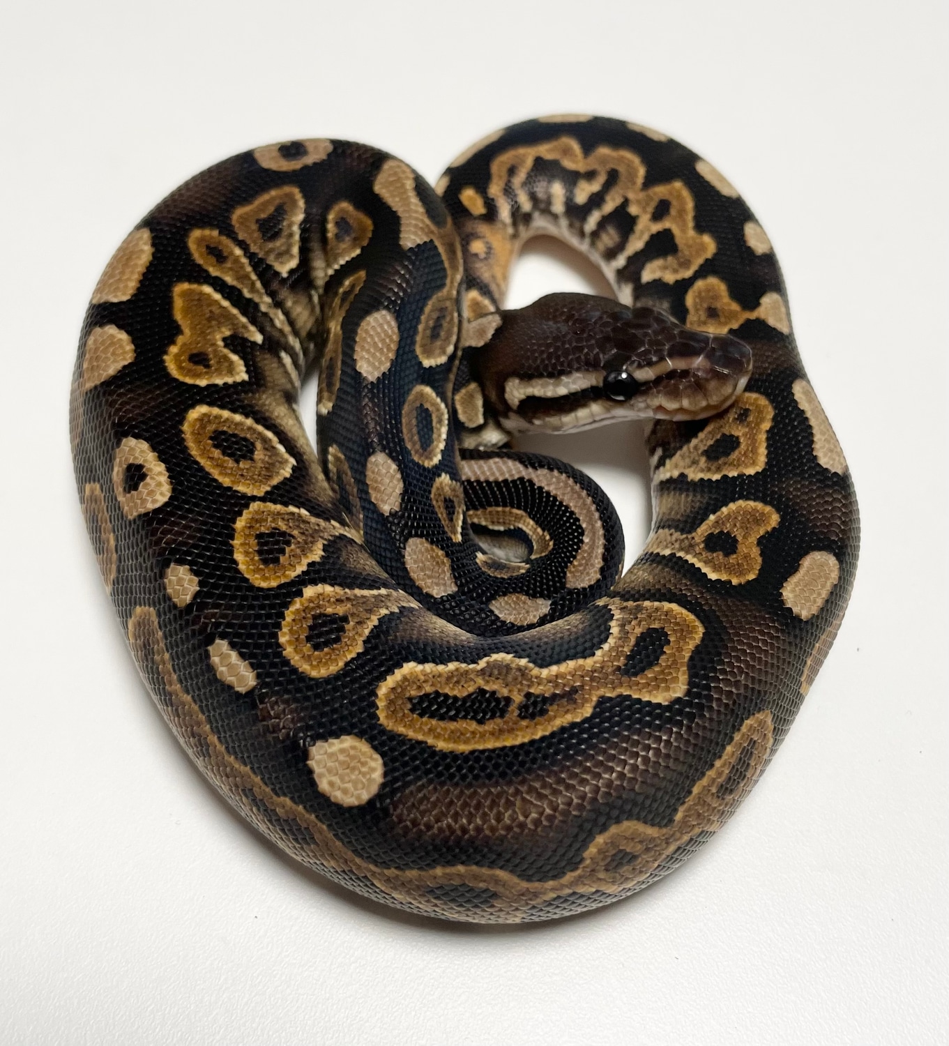 Cinnamon Yellowbelly Or Asphalt Ball Python by Mat.pythonmorphs - MorphMarket