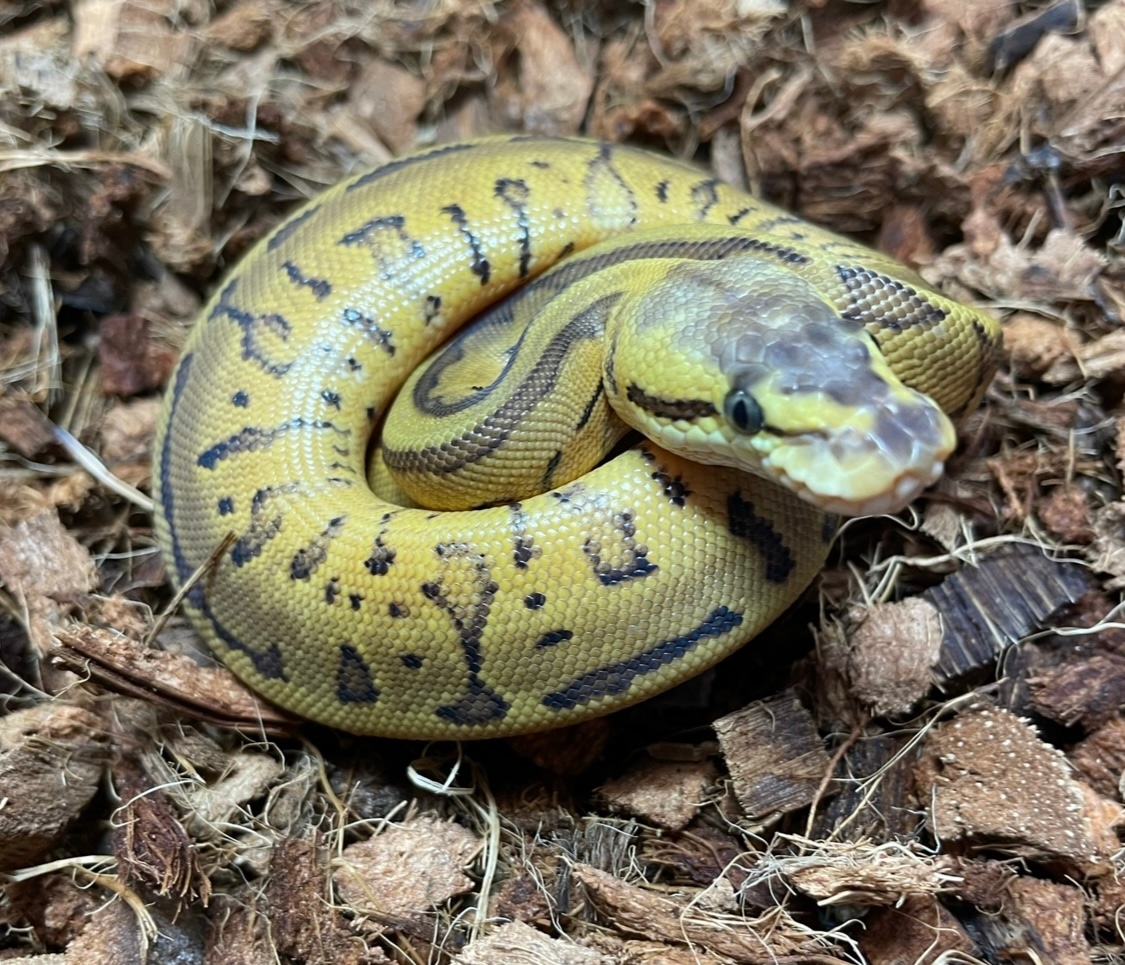 Leopard Pinstripe 66% Het Clown Ball Python by Mat.pythonmorphs ...
