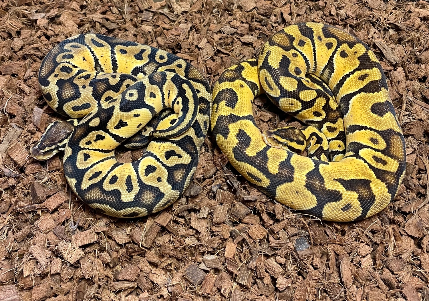 Pair Pastel Enchi 100% Het Clown 50% Het Albino And Pastel 100% Het Clown 50% Het Albino Ball ...