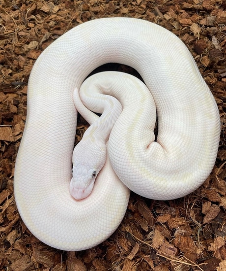 Lesser Special Blue Eyed Leucistic Ball Python by Mat.pythonmorphs