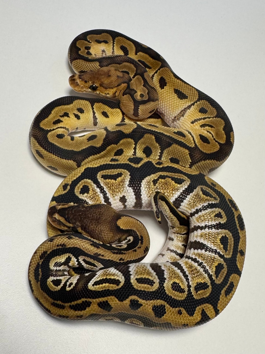 Mat.pythonmorphs's Collection - MorphMarket