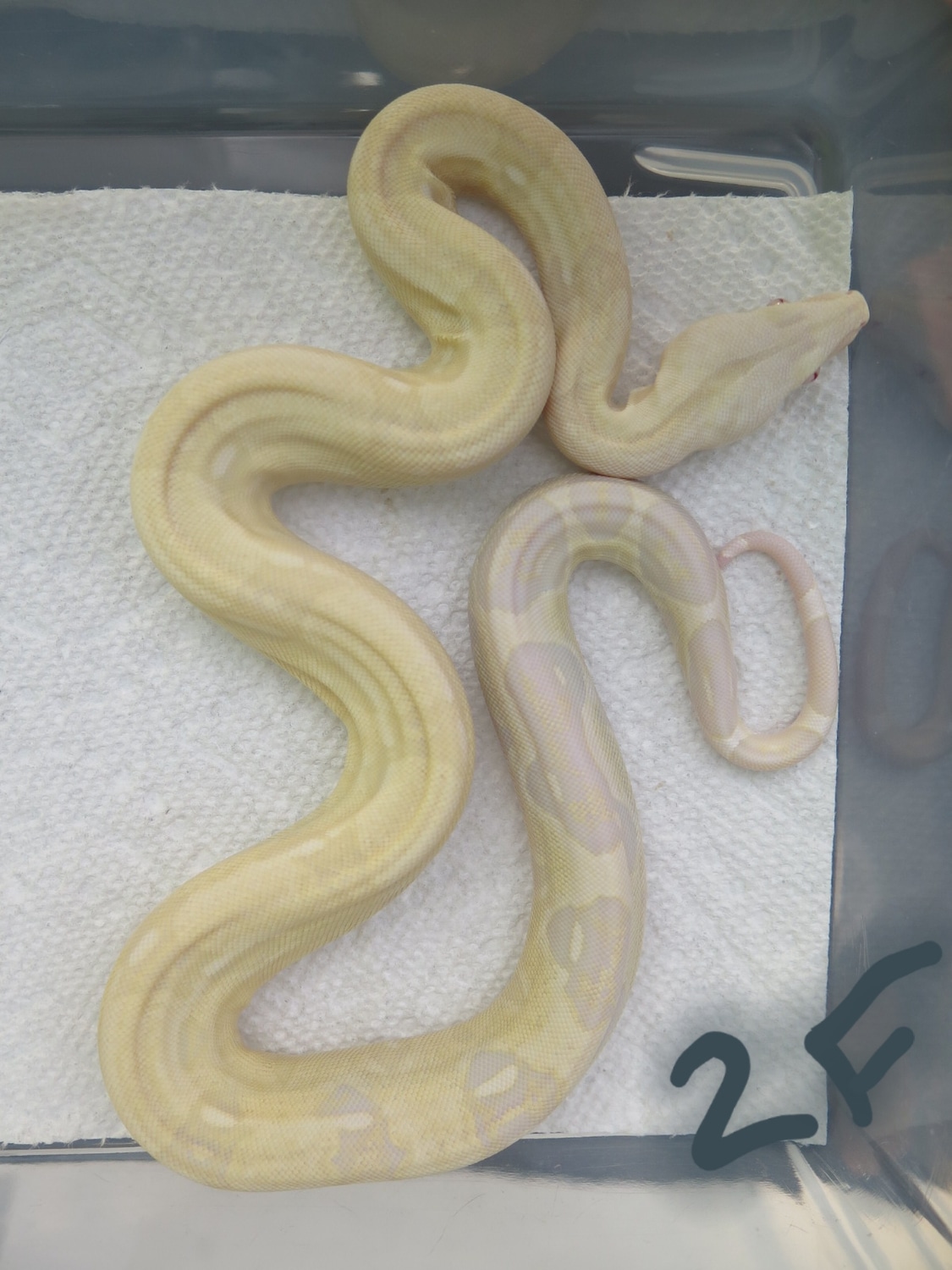 2020 Sharp Strain Snow Boa Boa Constrictor by MARS Boa Morphs - MorphMarket