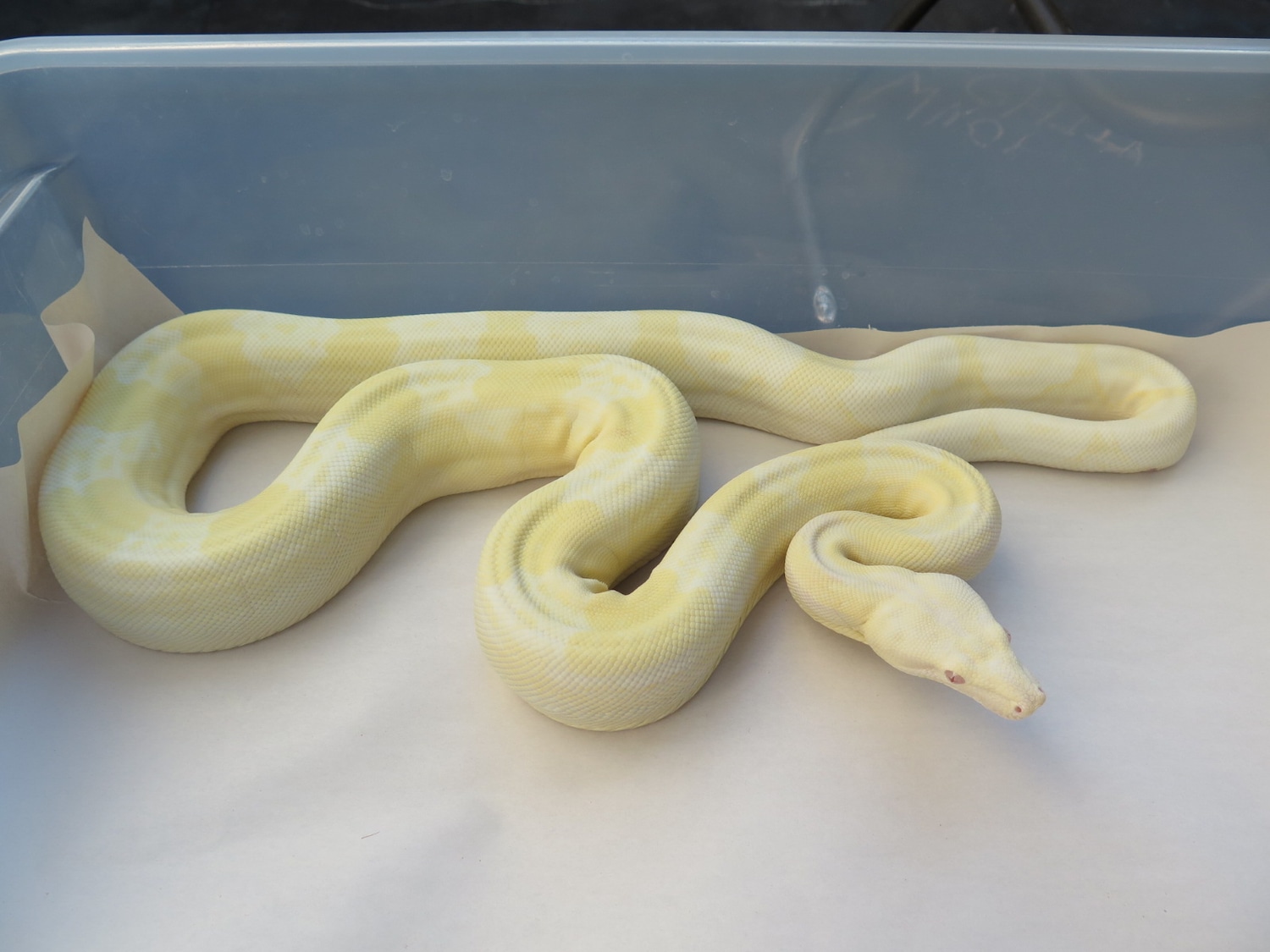 Sharp Snow Boa Boa Constrictor by MARS Boa Morphs - MorphMarket