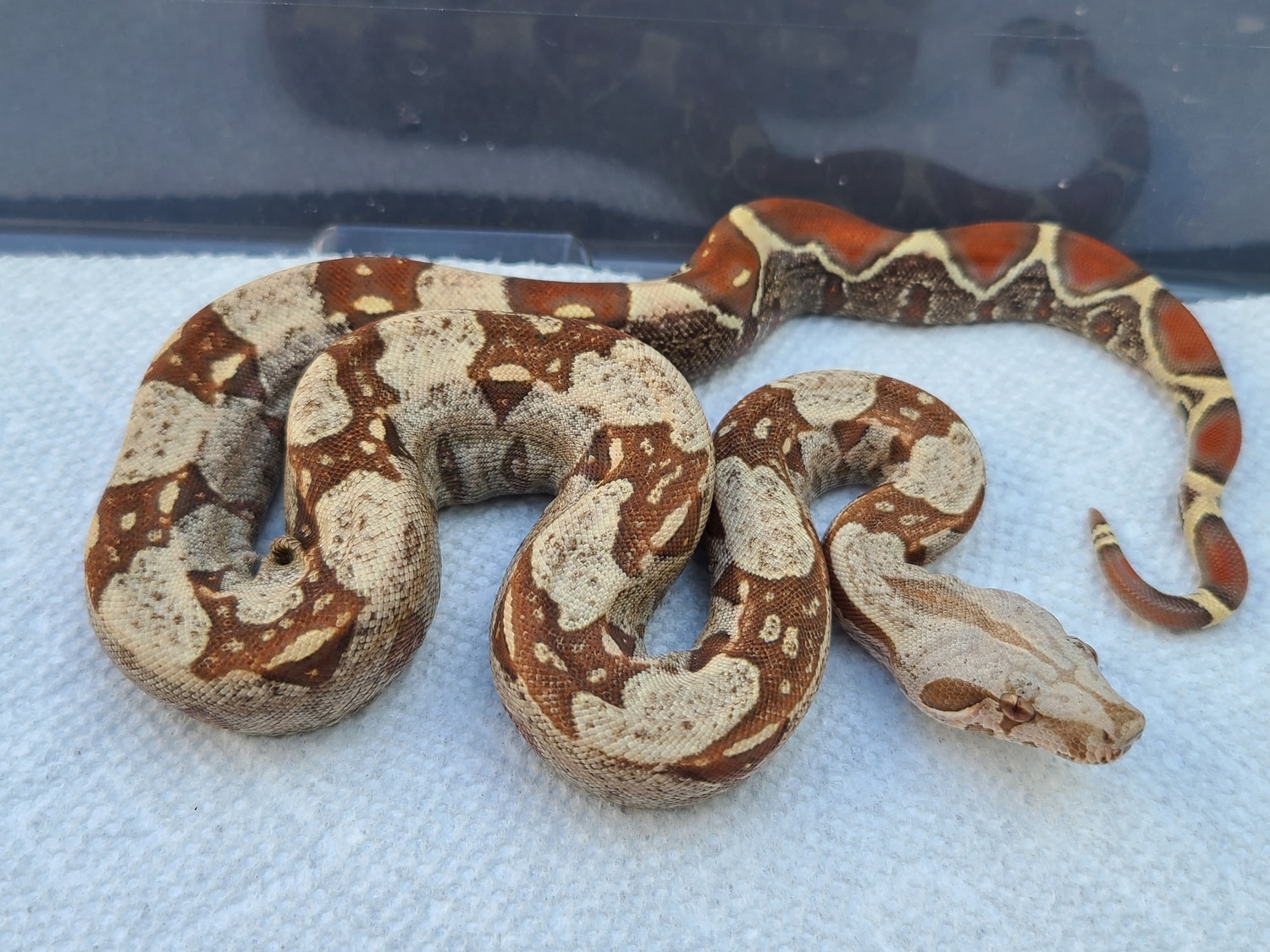 VPI T+ IMG Boa Boa Constrictor by MARS Boa Morphs - MorphMarket