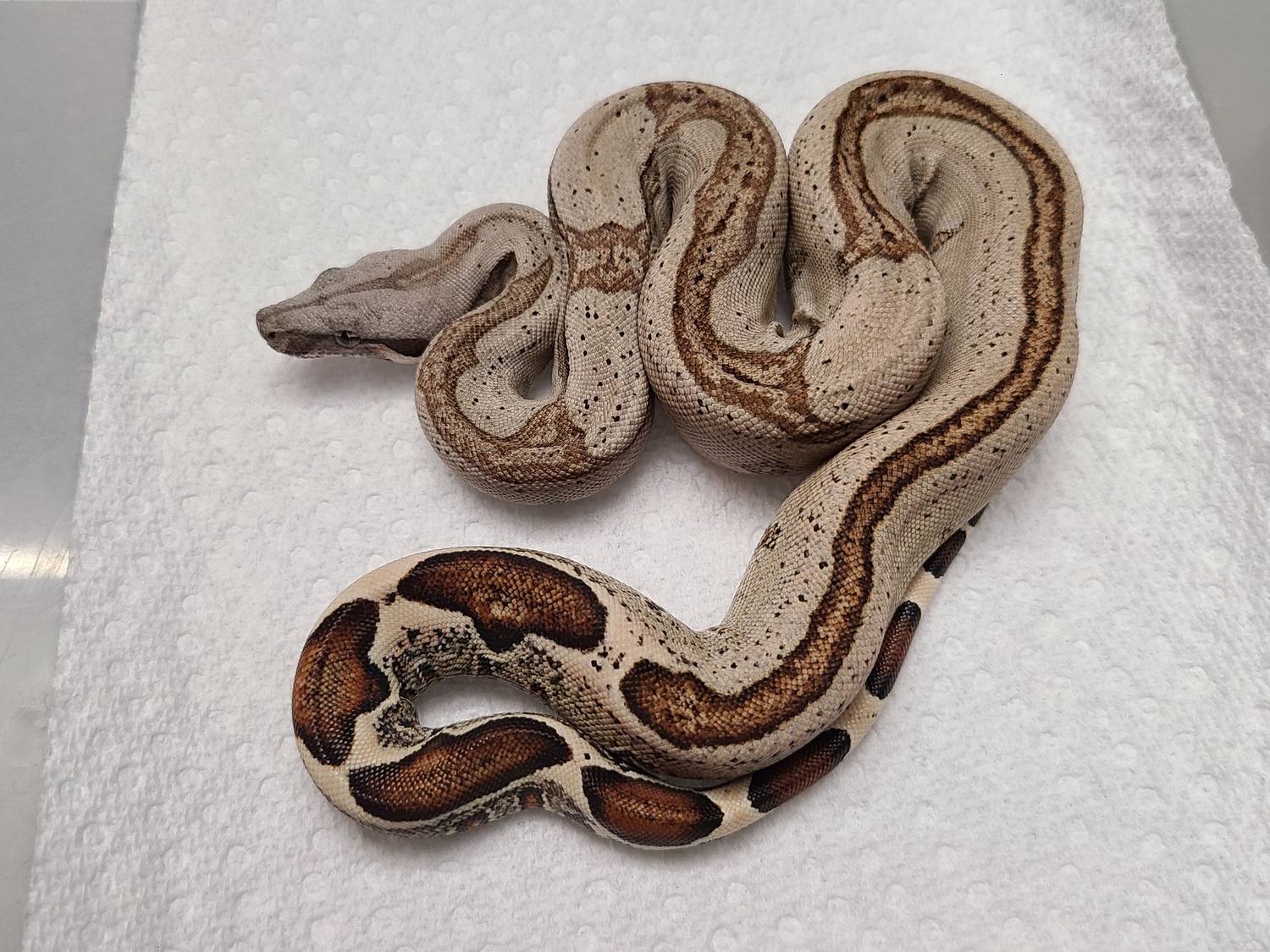 Normal Dh Vpi Sterling Boa Constrictor by MARS Boa Morphs - MorphMarket