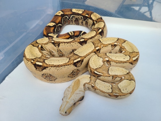 VPI Key West Boa Boa Constrictor by MARS Boa Morphs