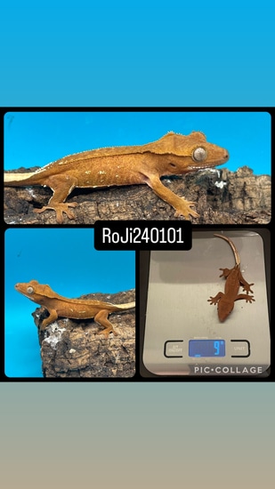 9g Red Porthole (Hidden Valley Lineage) Crested Gecko by Matrix Exotics