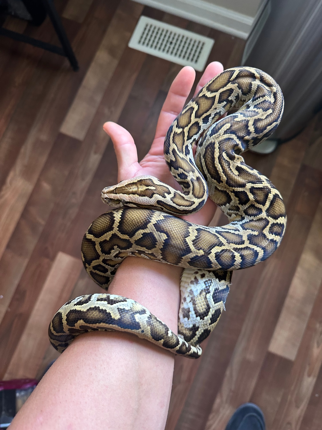 Burmese Python by M&B Integrity Reptiles - MorphMarket