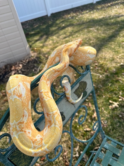 Pastel Dream Purple Sharp Albino Boa Constrictor by M&B Integrity Reptiles