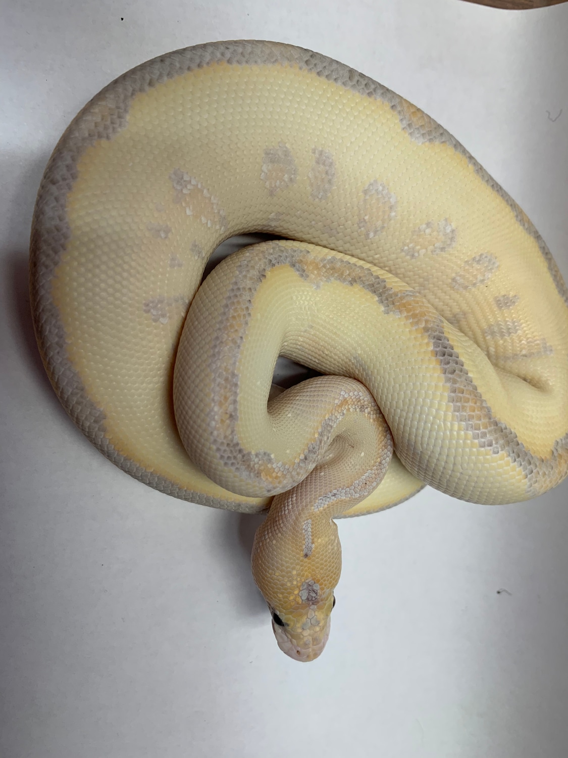 Leopard Ivory Clown Possible Blade Ball Python by M&M’s Morphs and more ...