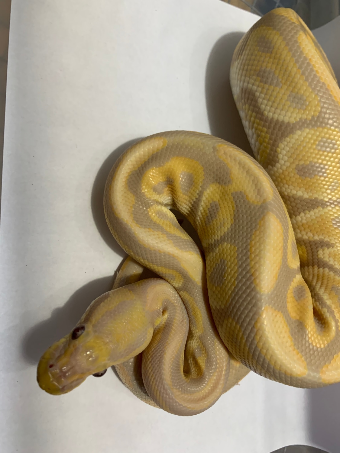 Black Pastel Candino Ball Python by M&M’s Morphs and more - MorphMarket