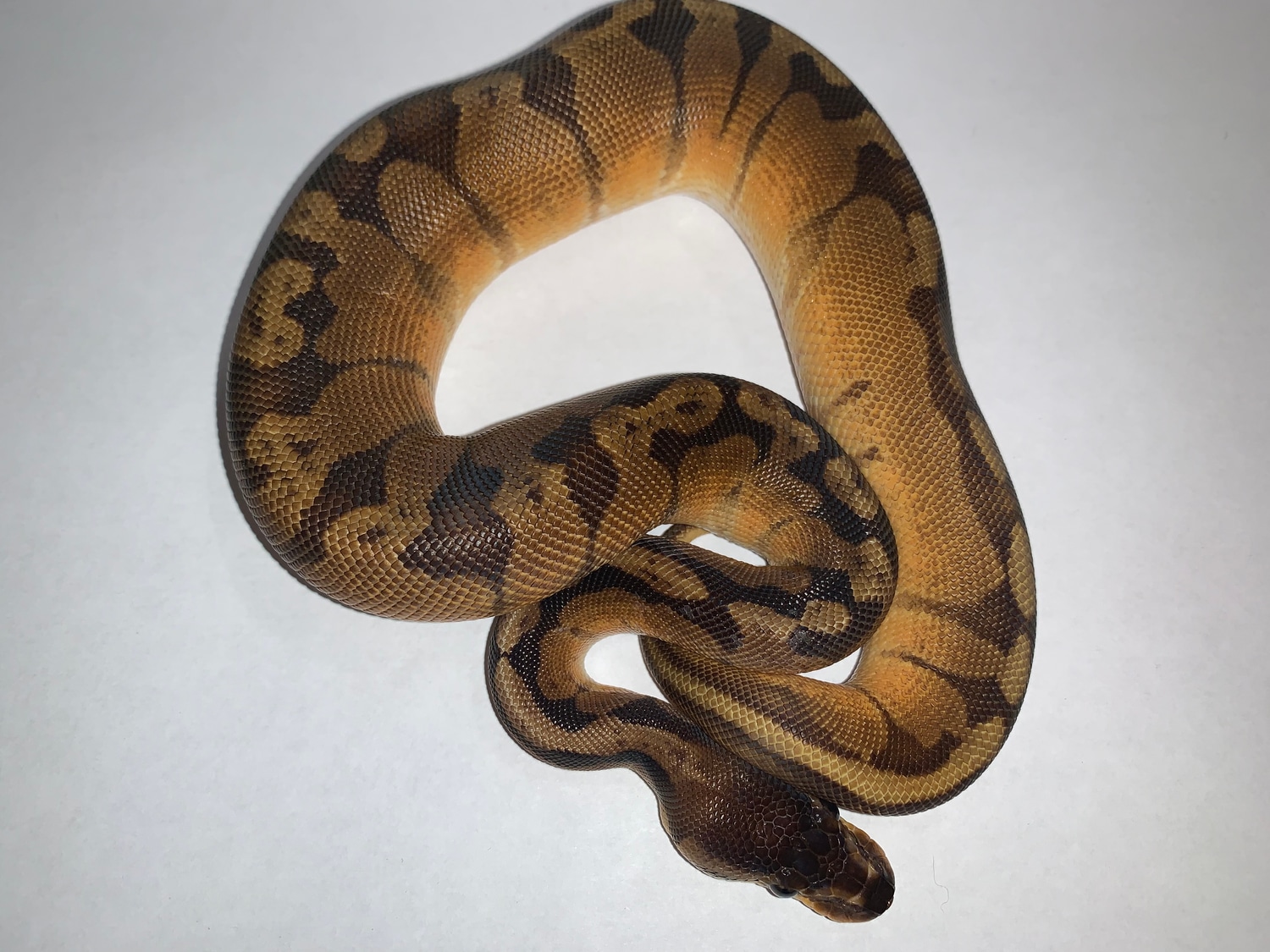 Sunset Ball Python by M&M’s Morphs and more - MorphMarket