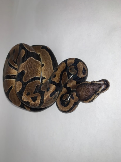 Scaleless Head Het Pied Ball Python by M&M’s Morphs and more