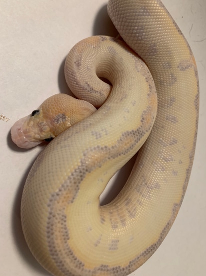 Leopard Ivory Clown Possible Blade Ball Python by M&M’s Morphs and more