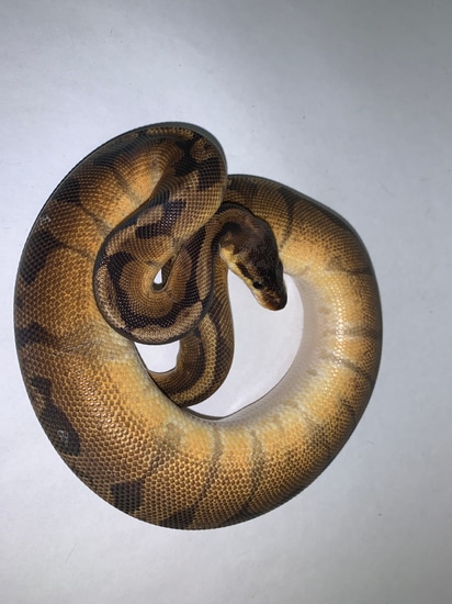 Sunset Ball Python by M&M’s Morphs and more