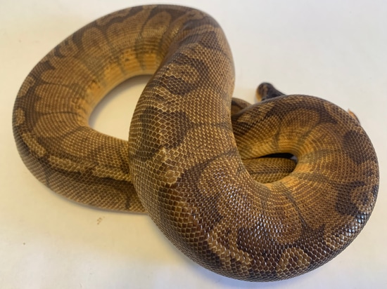 Sunset Ball Python by M&M’s Morphs and more