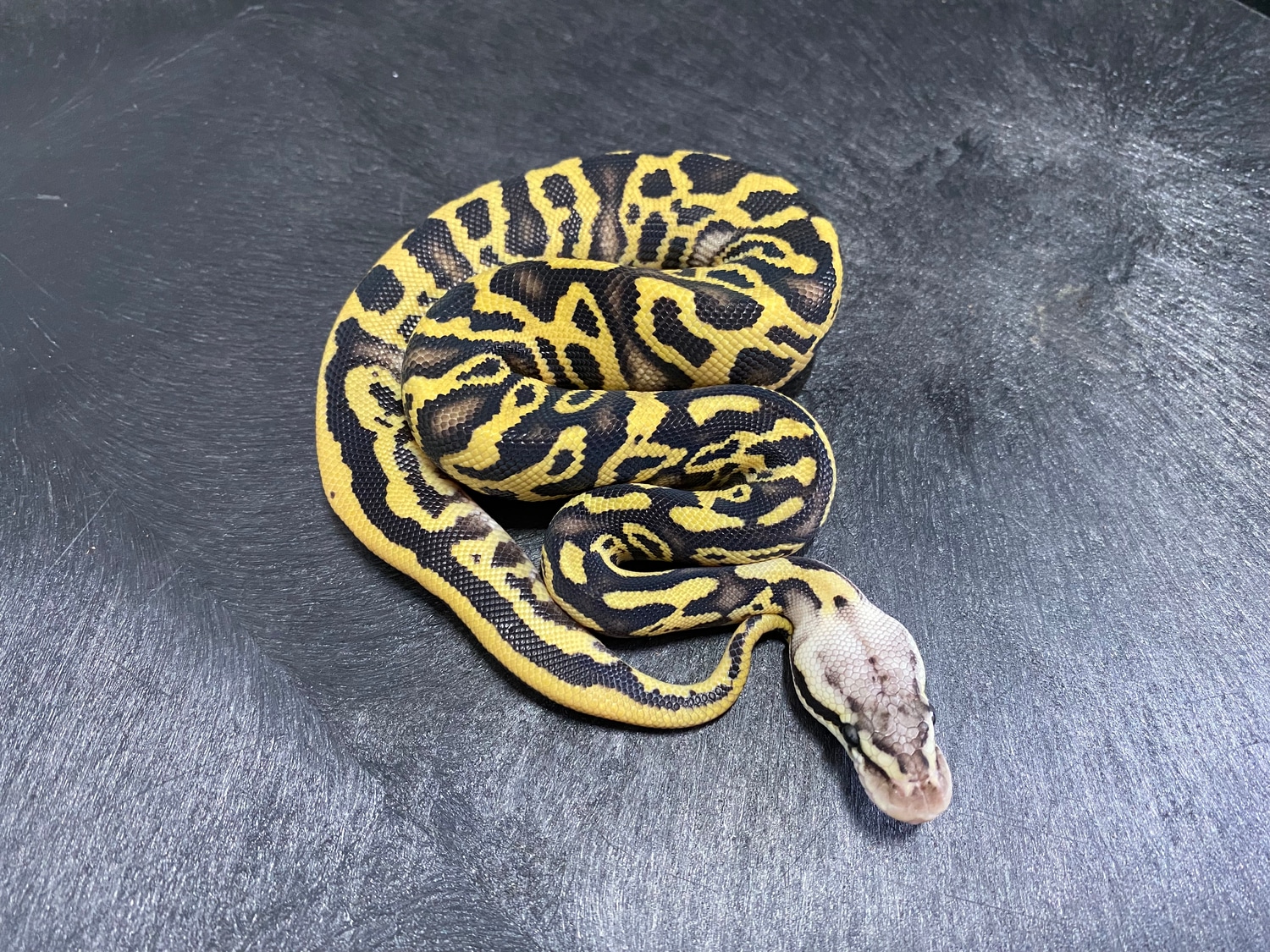 Leopard Firefly DH Hypo Clown Ball Python by KMB Reptiles - MorphMarket