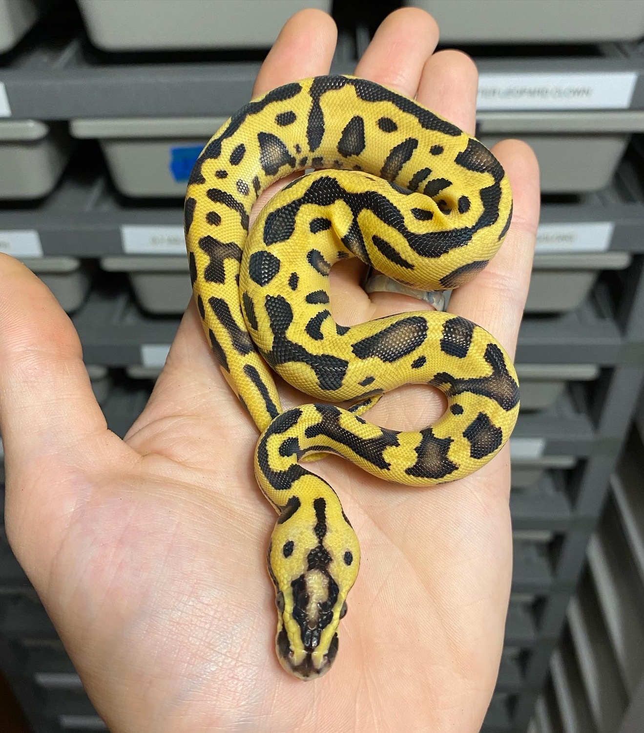 Enchi Leopard Firefly Het Clown Ball Python by KMB Reptiles - MorphMarket