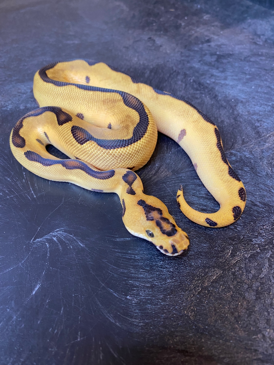 Enchi Leopard Fire Blade Clown Ball Python by KMB Reptiles - MorphMarket