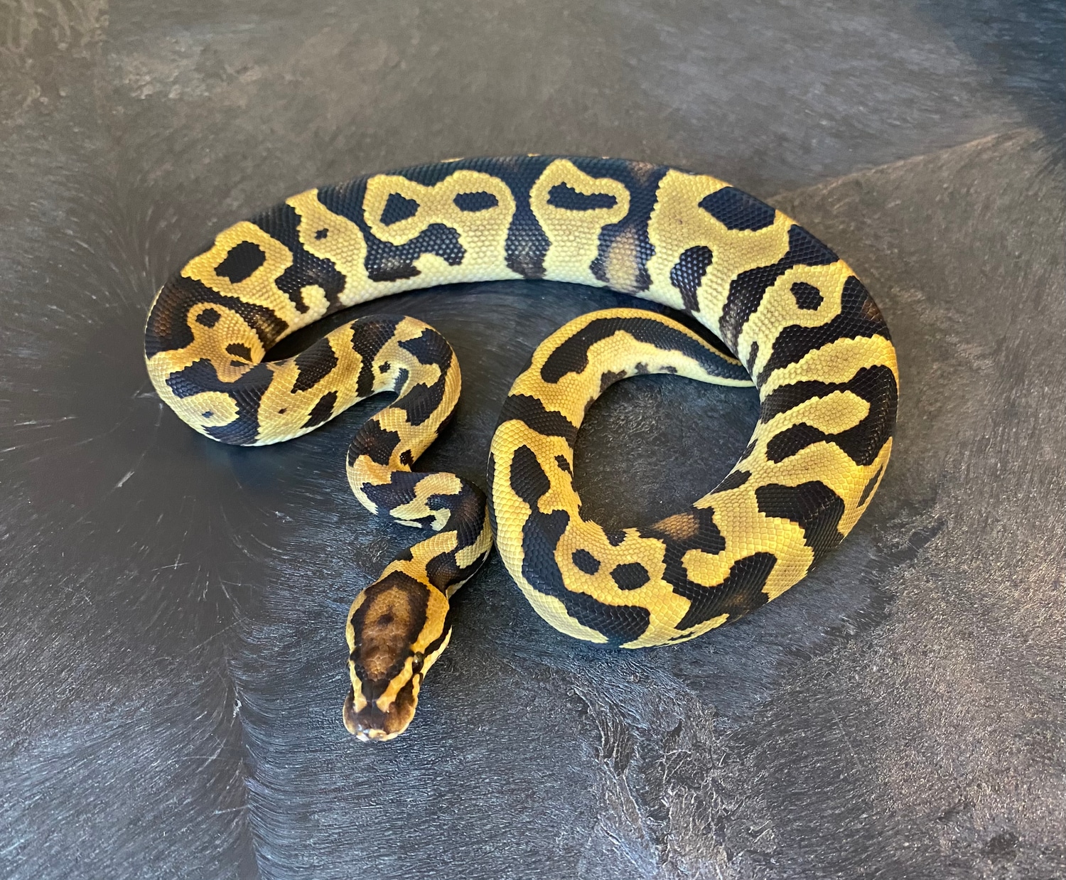 Leopard Fire Het Clown Ball Python by KMB Reptiles - MorphMarket
