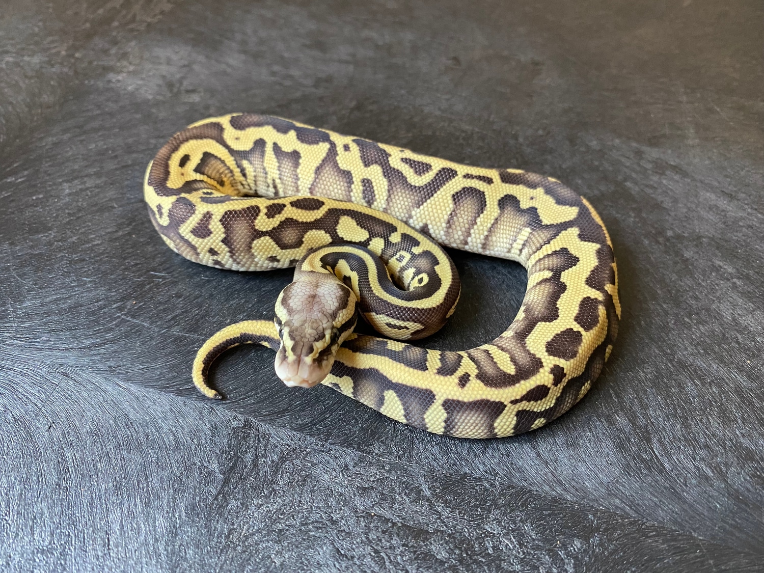 Pastel Lesser Leopard DH Hypo Clown Ball Python by KMB Reptiles ...