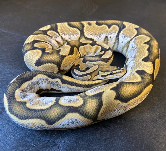 OD Calico Hypo Proven Breeder Ball Python by KMB Reptiles
