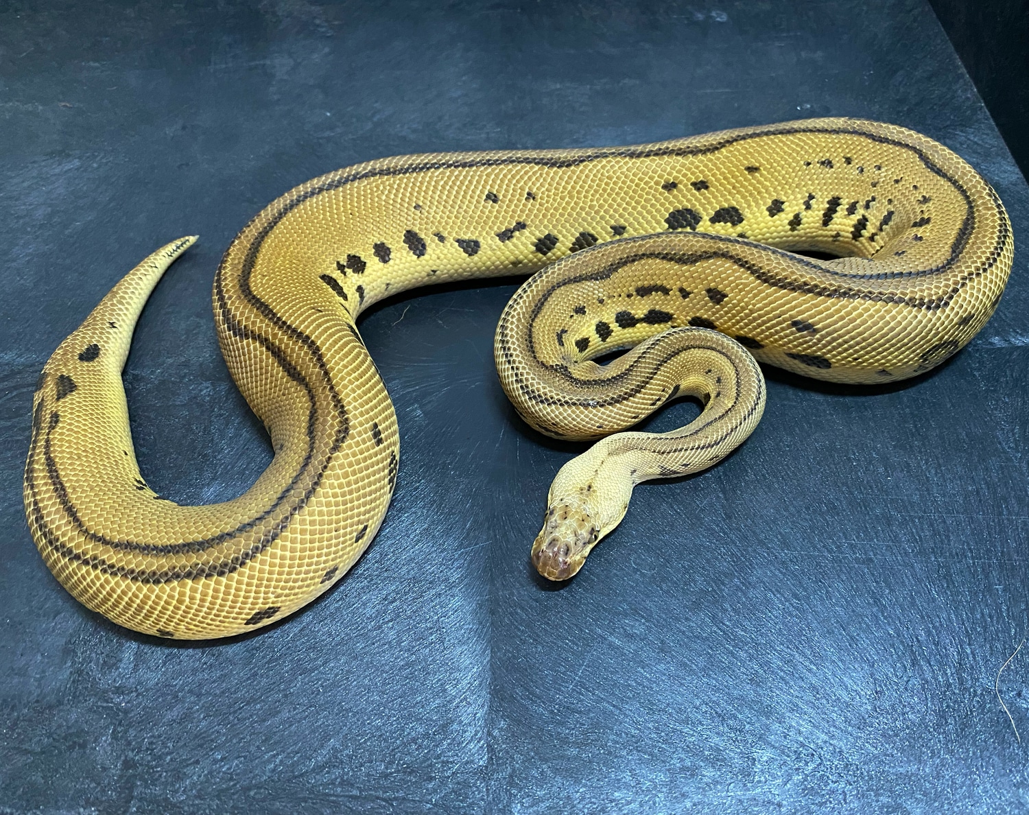 Super Leopard Pastel Blade Clown Ball Python by KMB Reptiles - MorphMarket