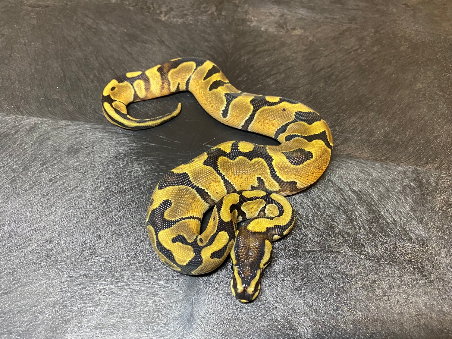 Enchi Het DG 66% Het Pied Ball Python by KMB Reptiles - MorphMarket