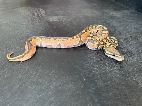 OD Calico Hypo Ball Python by KMB Reptiles