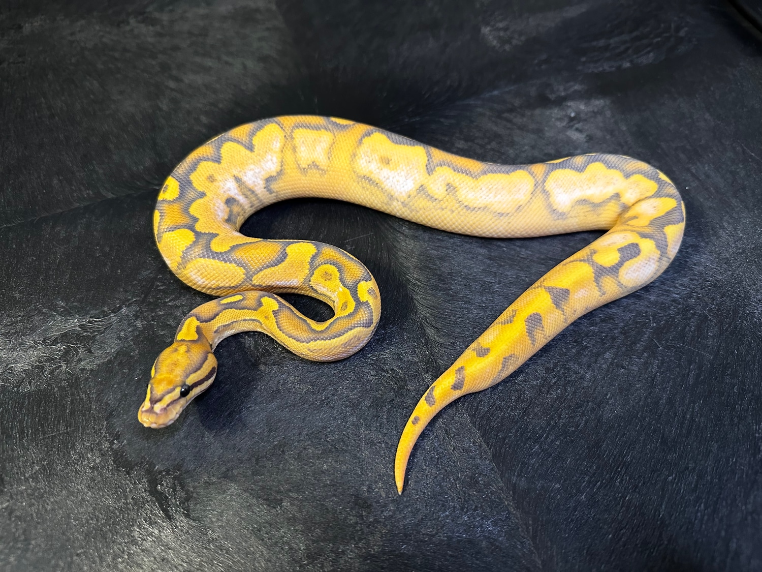 OD Calico Fire Hypo Ball Python by KMB Reptiles - MorphMarket