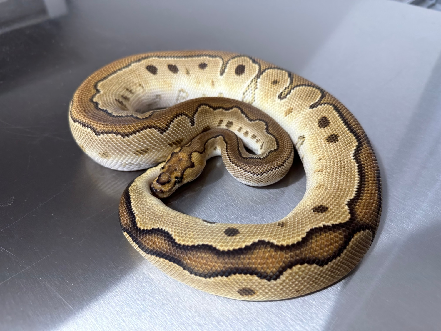 Cinnamon Enchi Clown Het Hypo *FREE SHIPPING* Ball Python by KMB ...