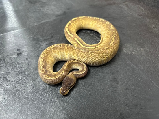 Mojave Sunset Ball Python by KMB Reptiles