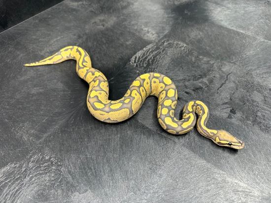 Fire Hypo Het Puzzle 50% Het Pied Ball Python by KMB Reptiles