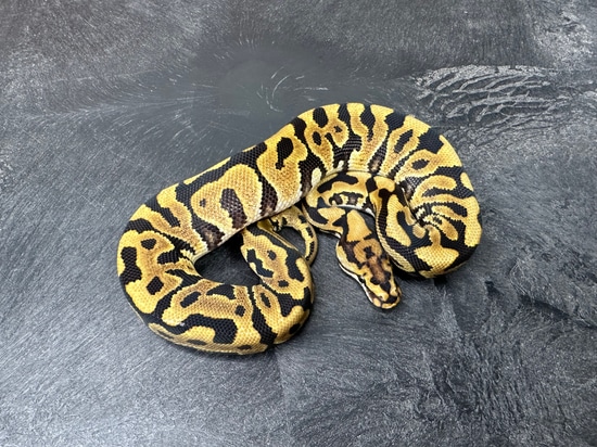 Spotnose Crypton Het DG 50% Het Pied Ball Python by KMB Reptiles