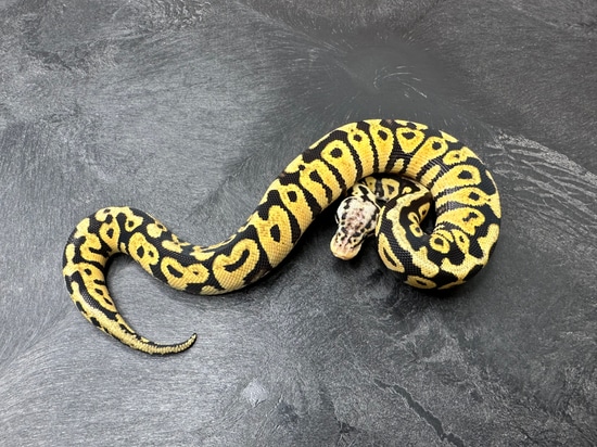Pastel Spotnose DH DG Clown 50% Het Pied Ball Python by KMB Reptiles