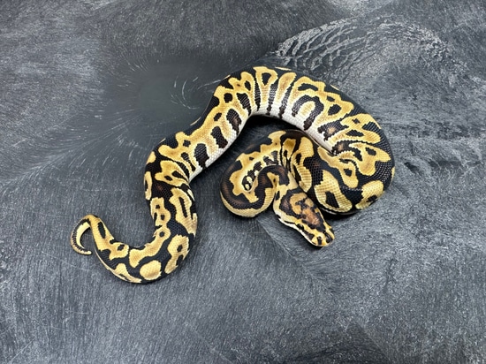 Spotnose Crypton Het DG 50% Het Pied Ball Python by KMB Reptiles