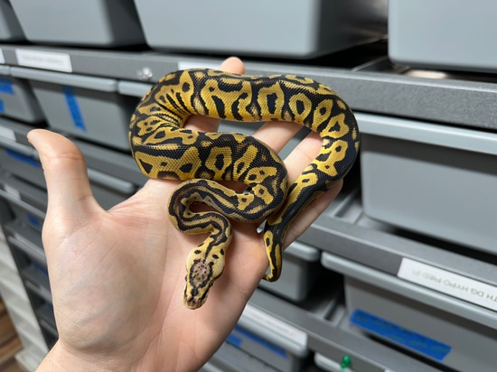 Pastel Spotnose Crypton Het DG 50% Het Pied Ball Python by KMB Reptiles