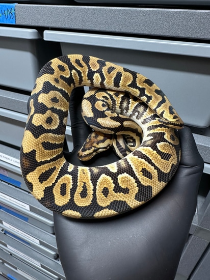 Spotnose Crypton Het DG 50% Het Pied Ball Python by KMB Reptiles