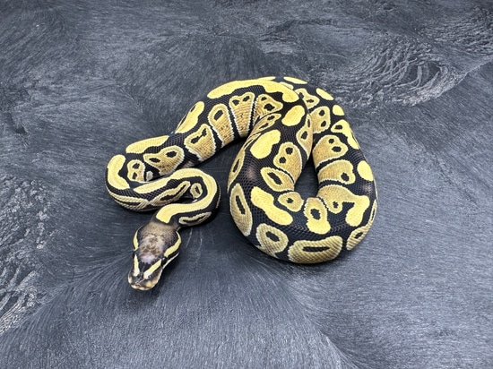 DG Scaleless Head Het VPI Axanthic Ball Python by KMB Reptiles