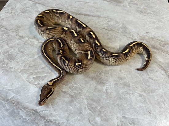 Freeway RTB Ball Python by KMB Reptiles