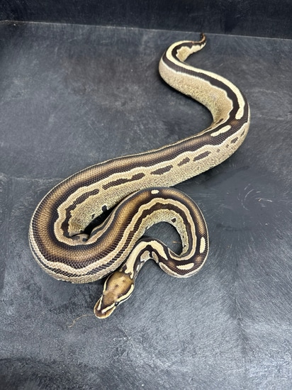 Fire Tristripe Het Hypo Ball Python by KMB Reptiles