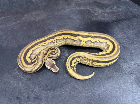 Super Pastel Leopard Puzzle Het Pied Ball Python by KMB Reptiles