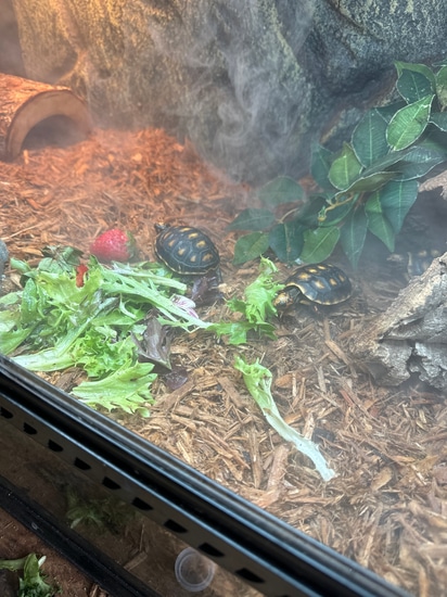Red Foots Red-Footed Tortoise by Feather exotics