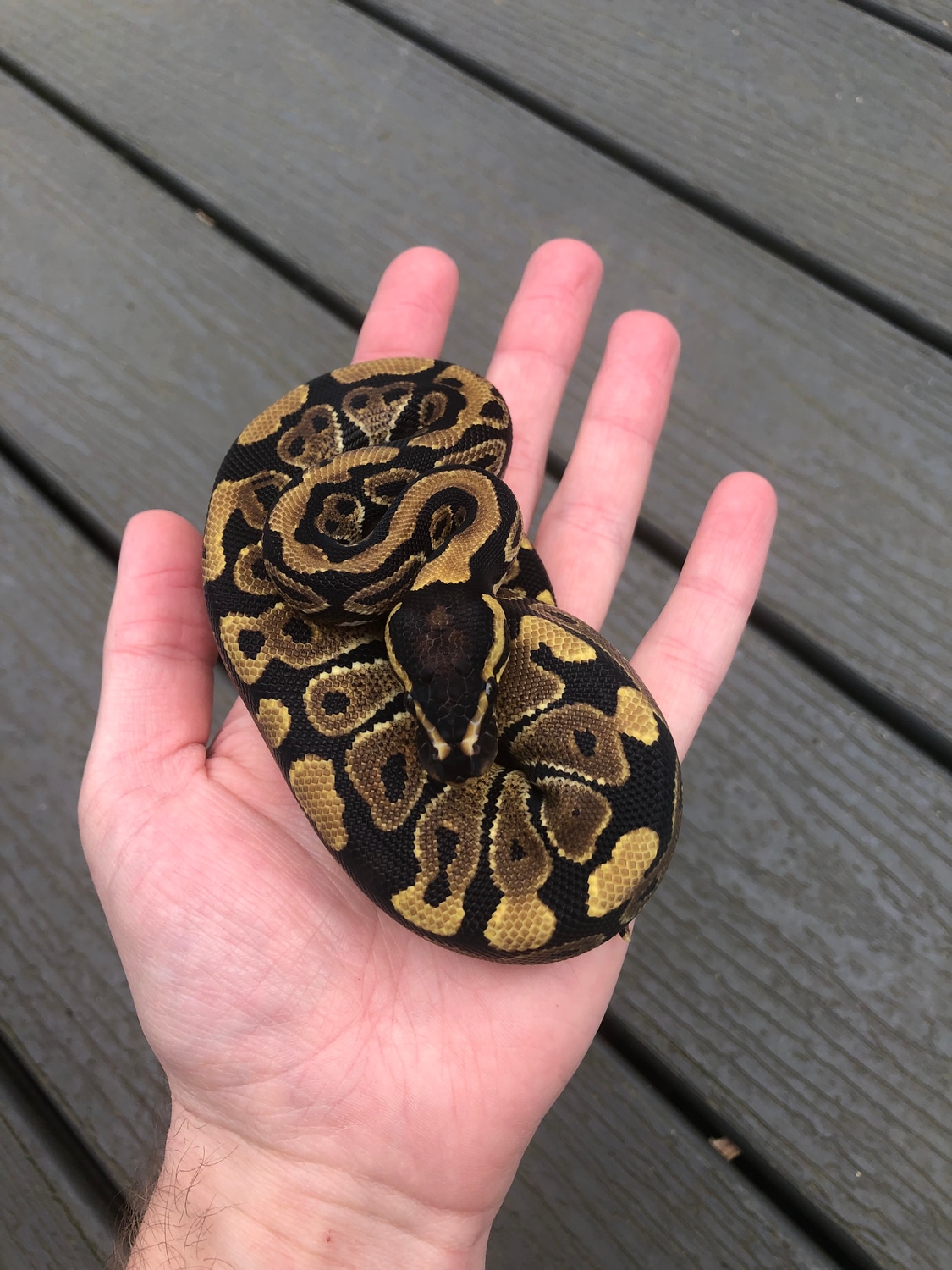 Gravel Het Axanthic (Vpi) Ball Python by Limitless reptiles - MorphMarket