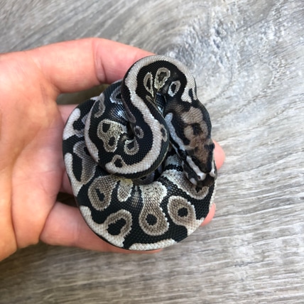 Limitless reptiles - MorphMarket